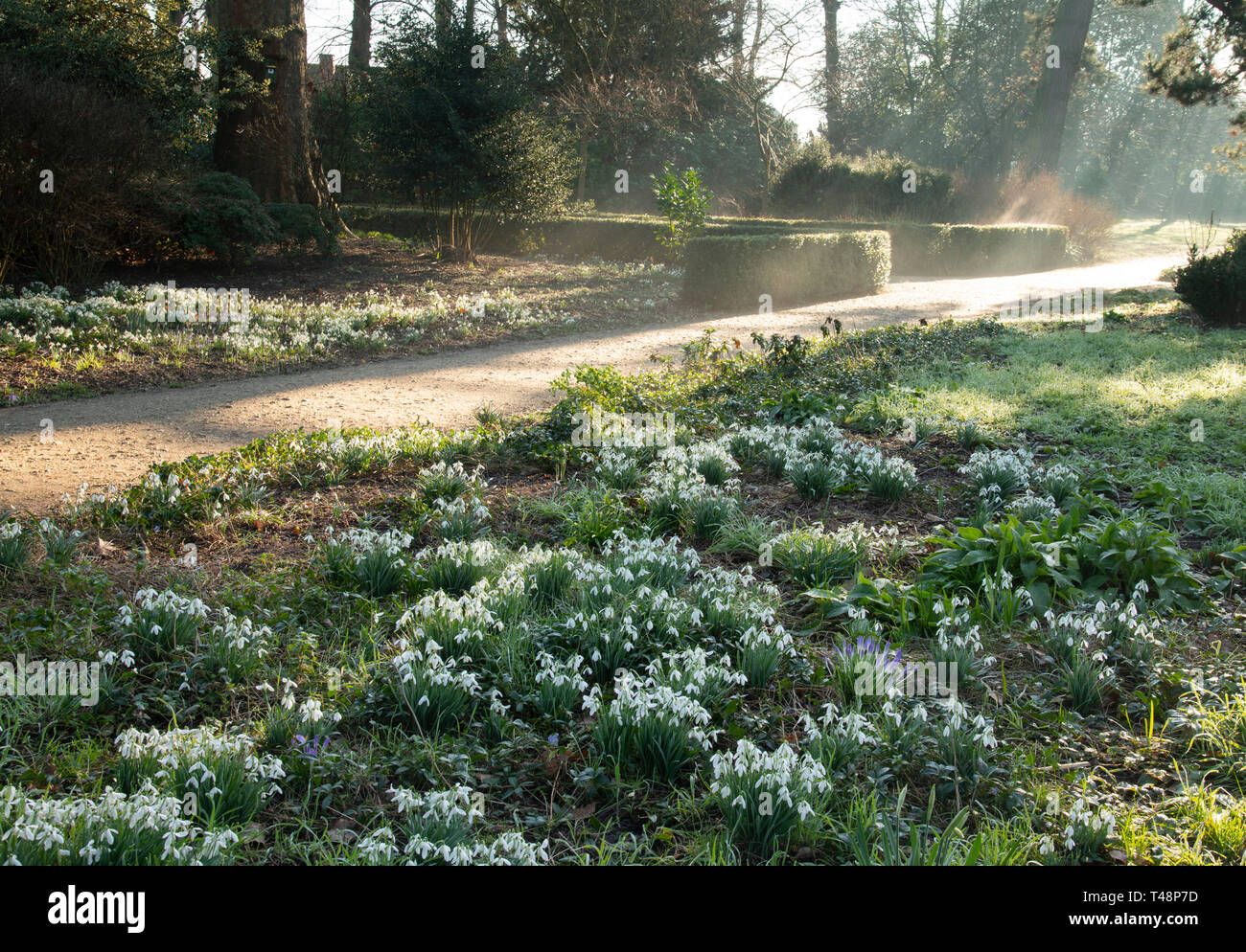 Misty snowdrops hi-res stock photography and images - Alamy