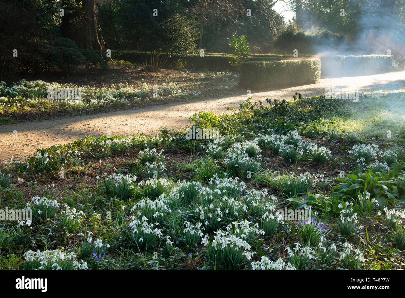Snowdrops (Galanthus nivalis) on a misty morning in the garden at ...