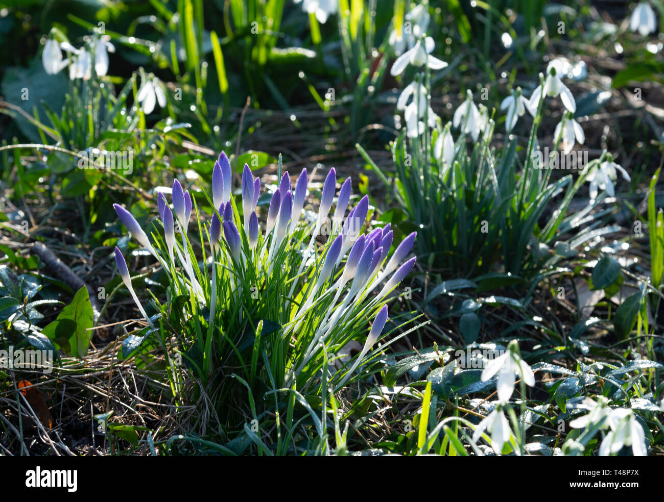 Snowdrop and crocus galanthus hi-res stock photography and images - Alamy
