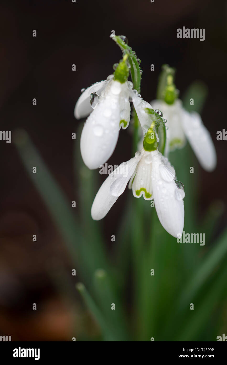 Chiswickhousegarden hi-res stock photography and images - Alamy