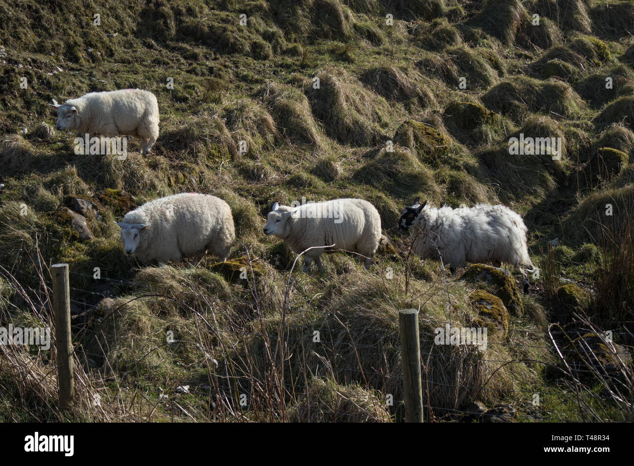 Flock of sheep ireland hi-res stock photography and images - Alamy