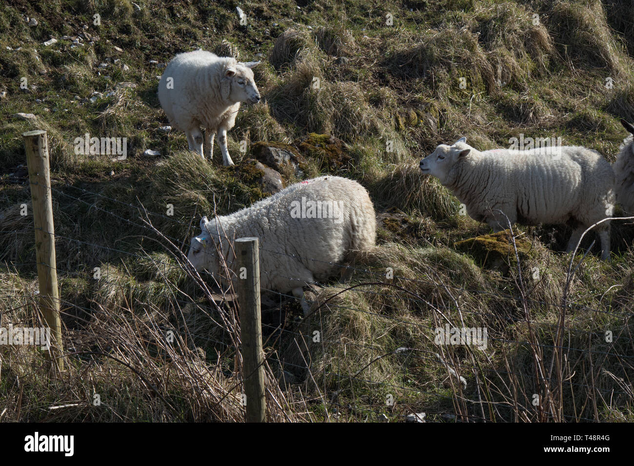 A flock of sheep in the Irish countryside Stock Photo - Alamy