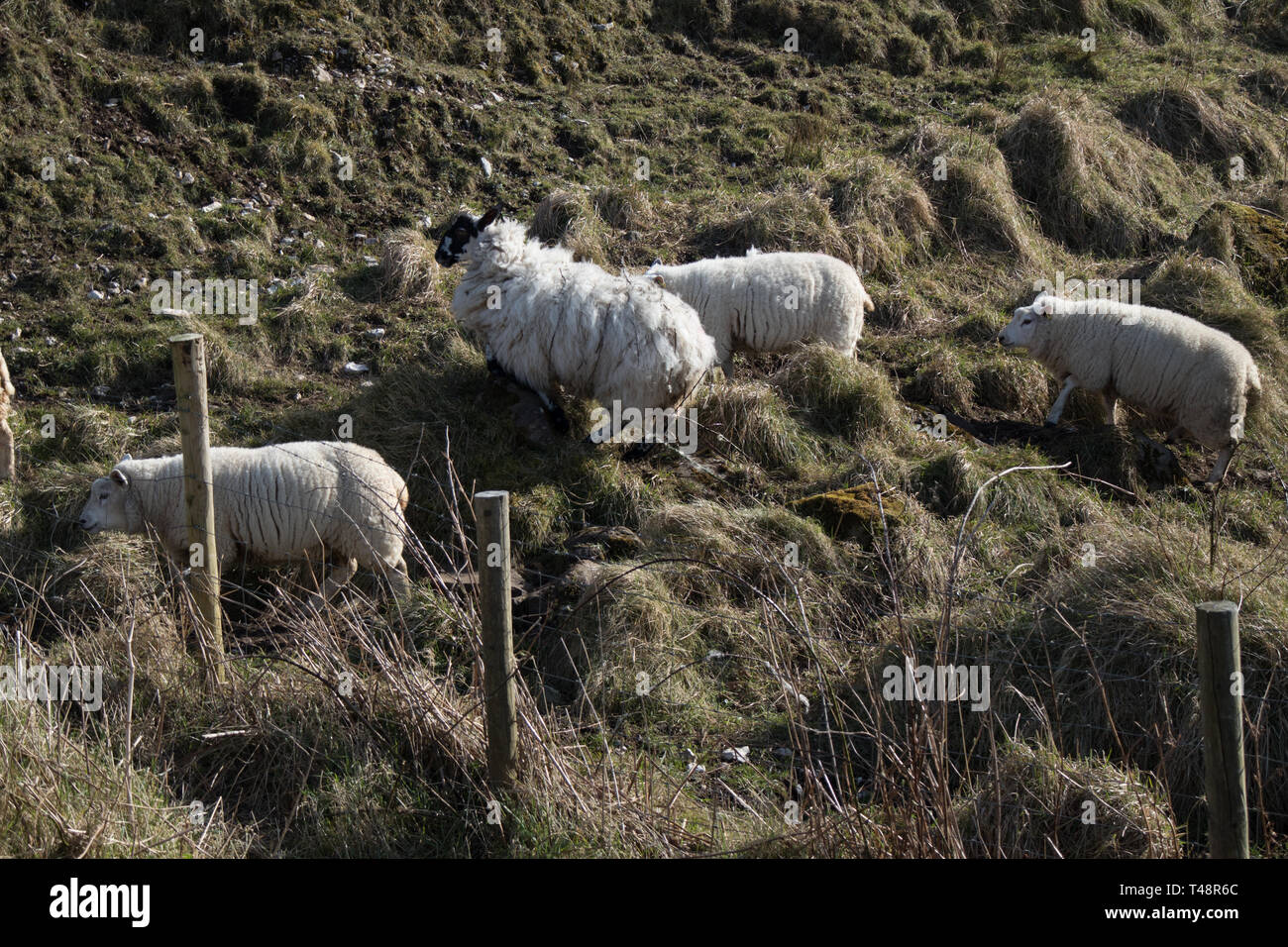 Flock sheep grazing in idyllic hi-res stock photography and images - Alamy