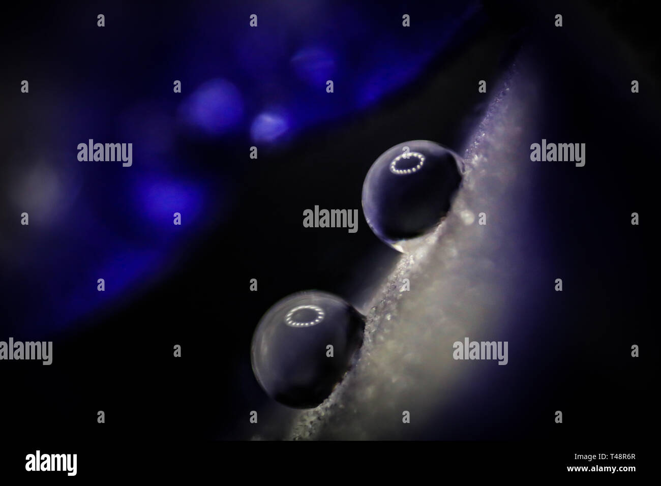 The magic macro photography is like watching a new world with your ...