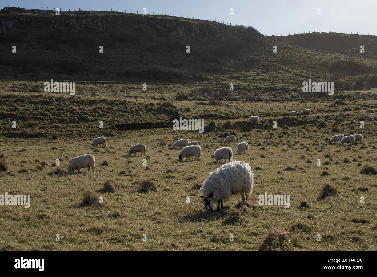 A flock of sheep in the Irish countryside Stock Photo - Alamy