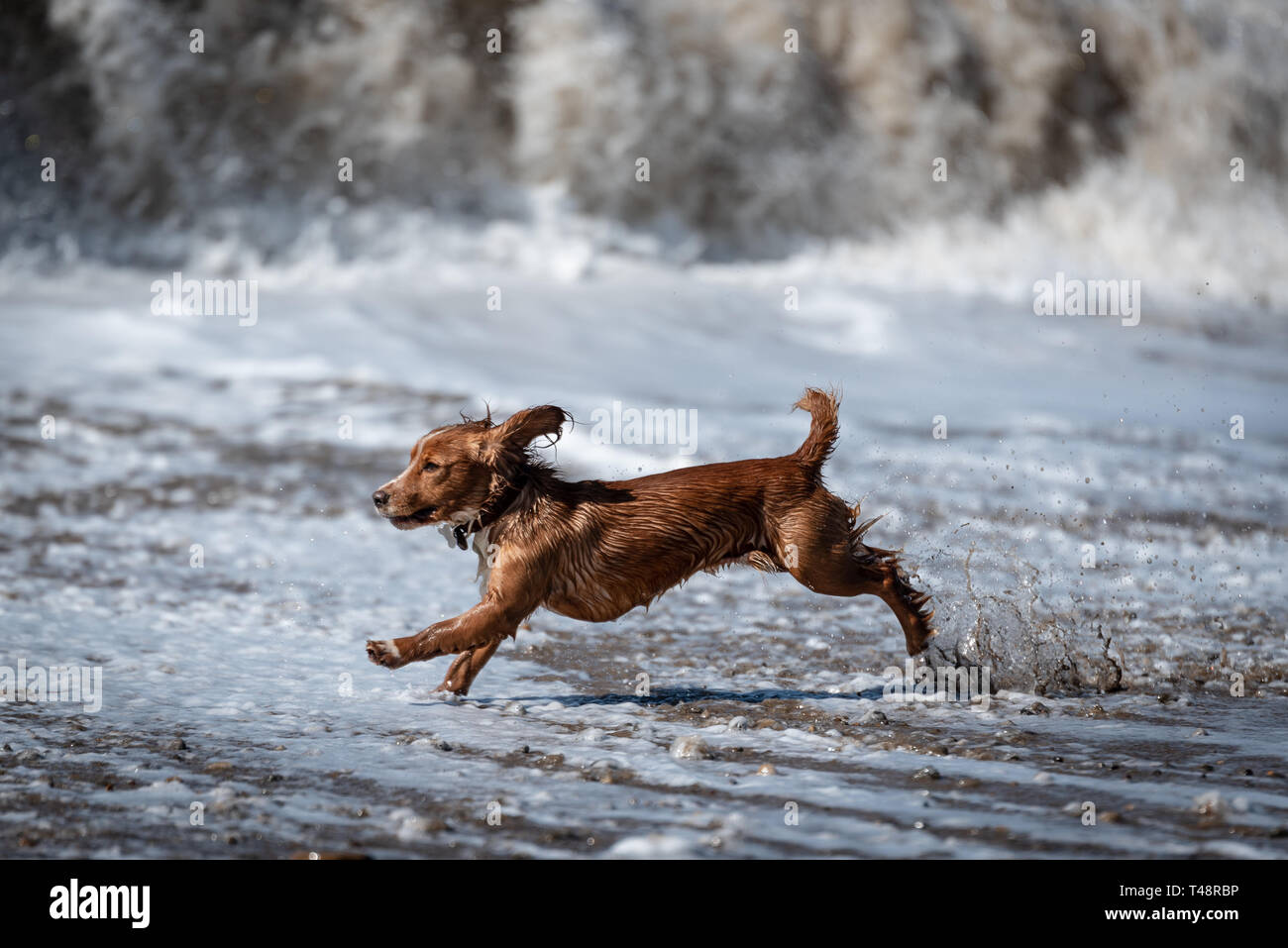 Golden retriever springer spaniel working hi-res stock photography and ...