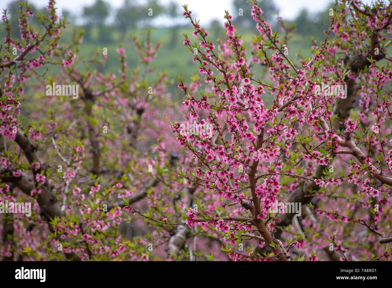 Peach trees hi-res stock photography and images - Alamy