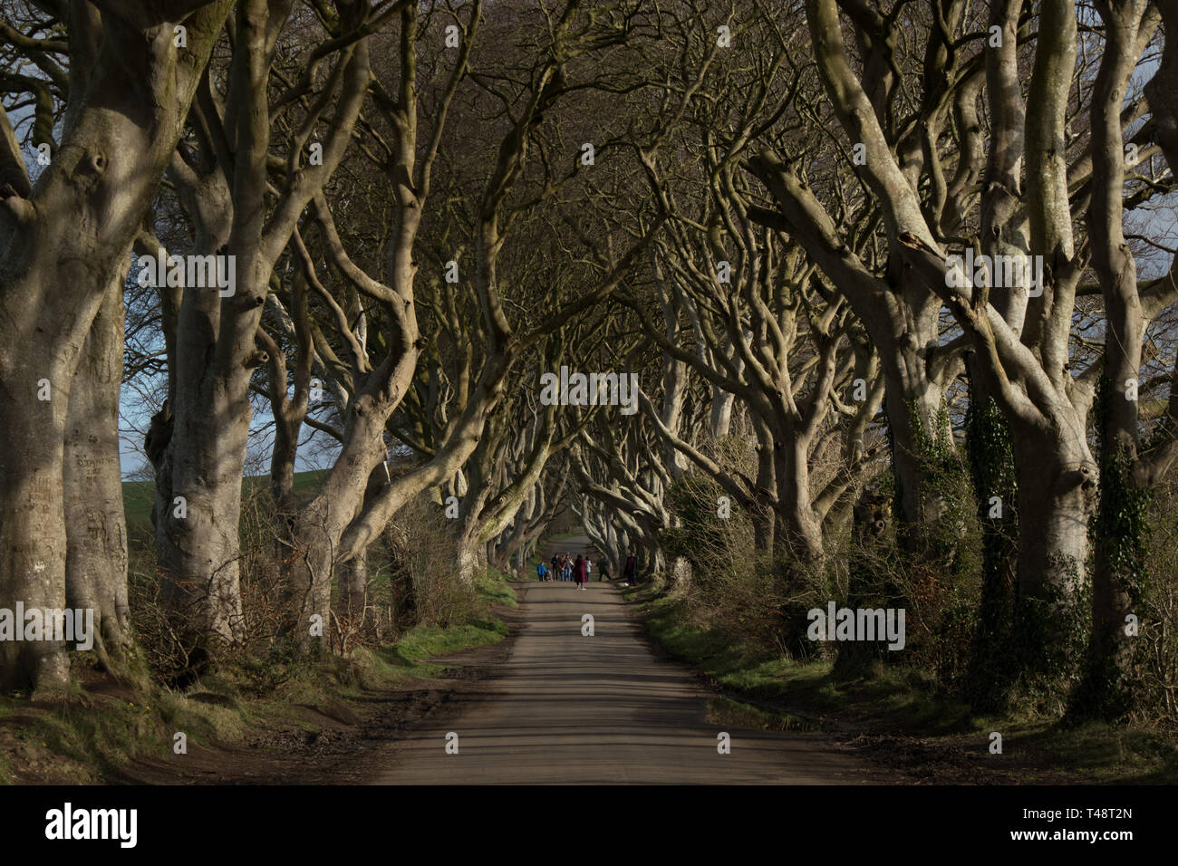 The Dark Hedges Stock Photo - Alamy