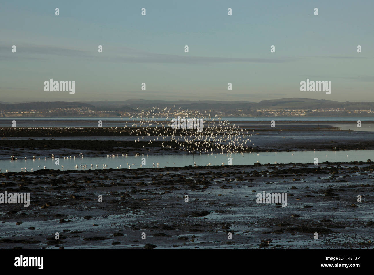 Flock of birds above the Almond river near Cramond Island, Edinburgh ...