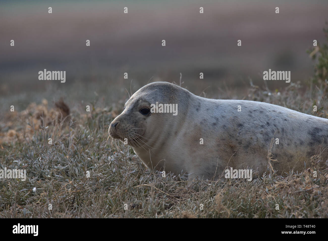 Life of seal hi-res stock photography and images - Alamy