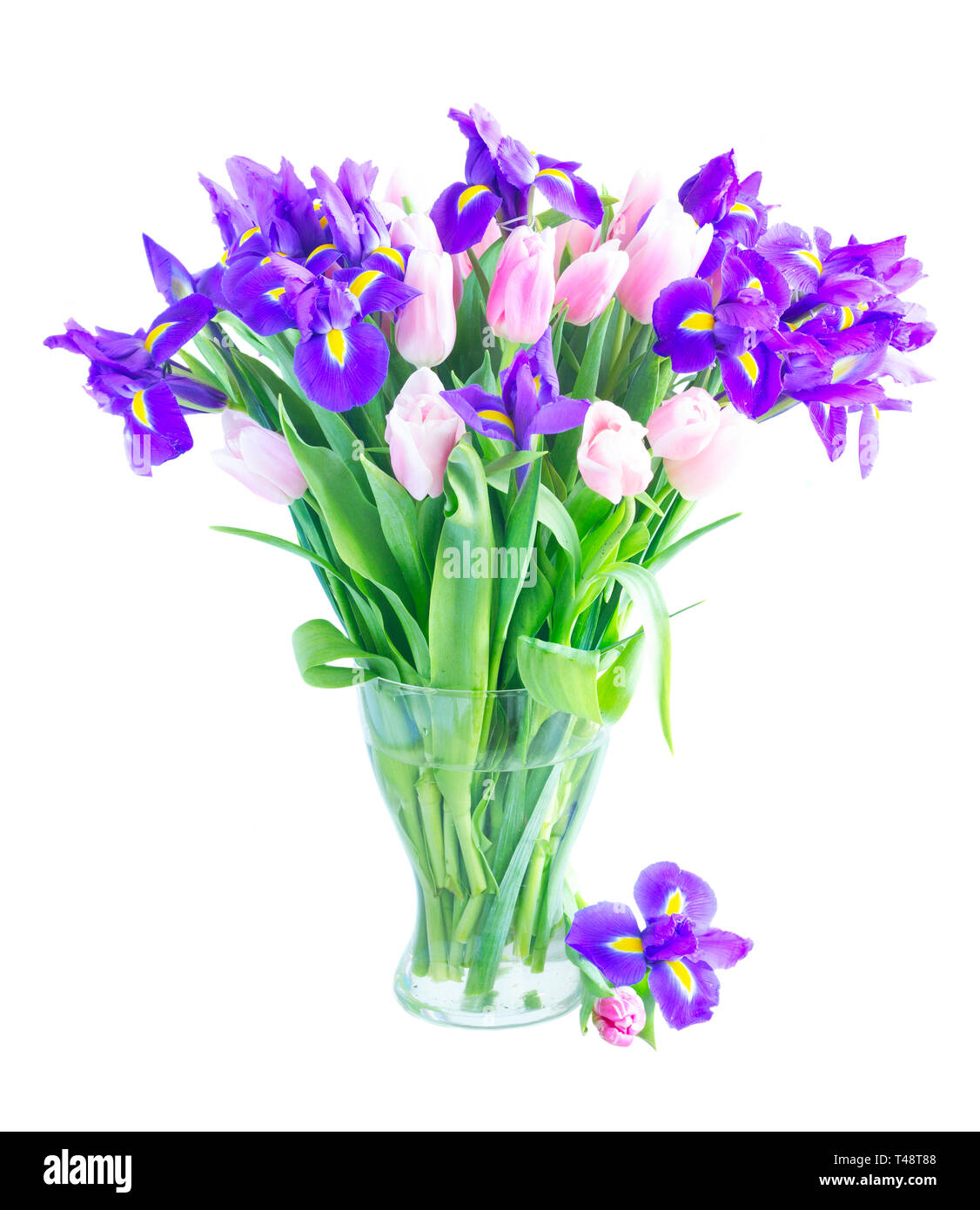 Purple irises Cut Out Stock Images & Pictures - Alamy