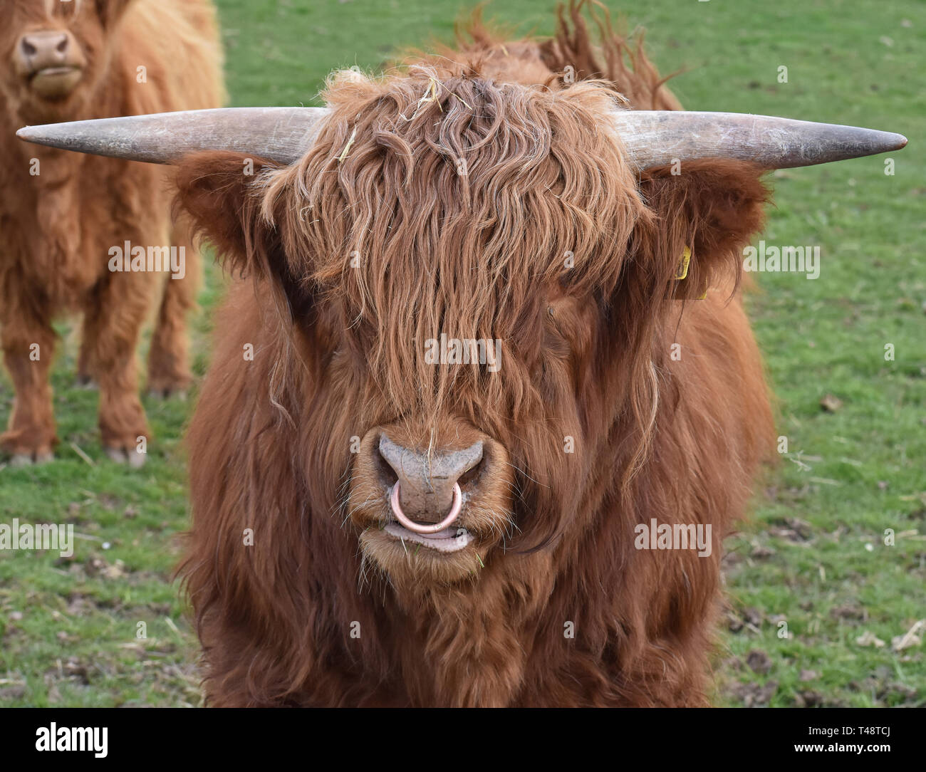 Highland Cow in field, Letham, Angus, Scotland Stock Photo - Alamy