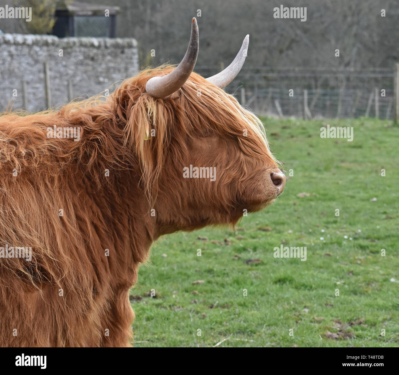 Highland Cow in field, Letham, Angus, Scotland Stock Photo - Alamy