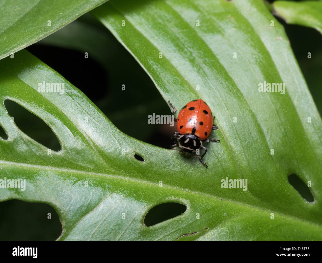 Ladybug crawling on a leaf Stock Photo - Alamy