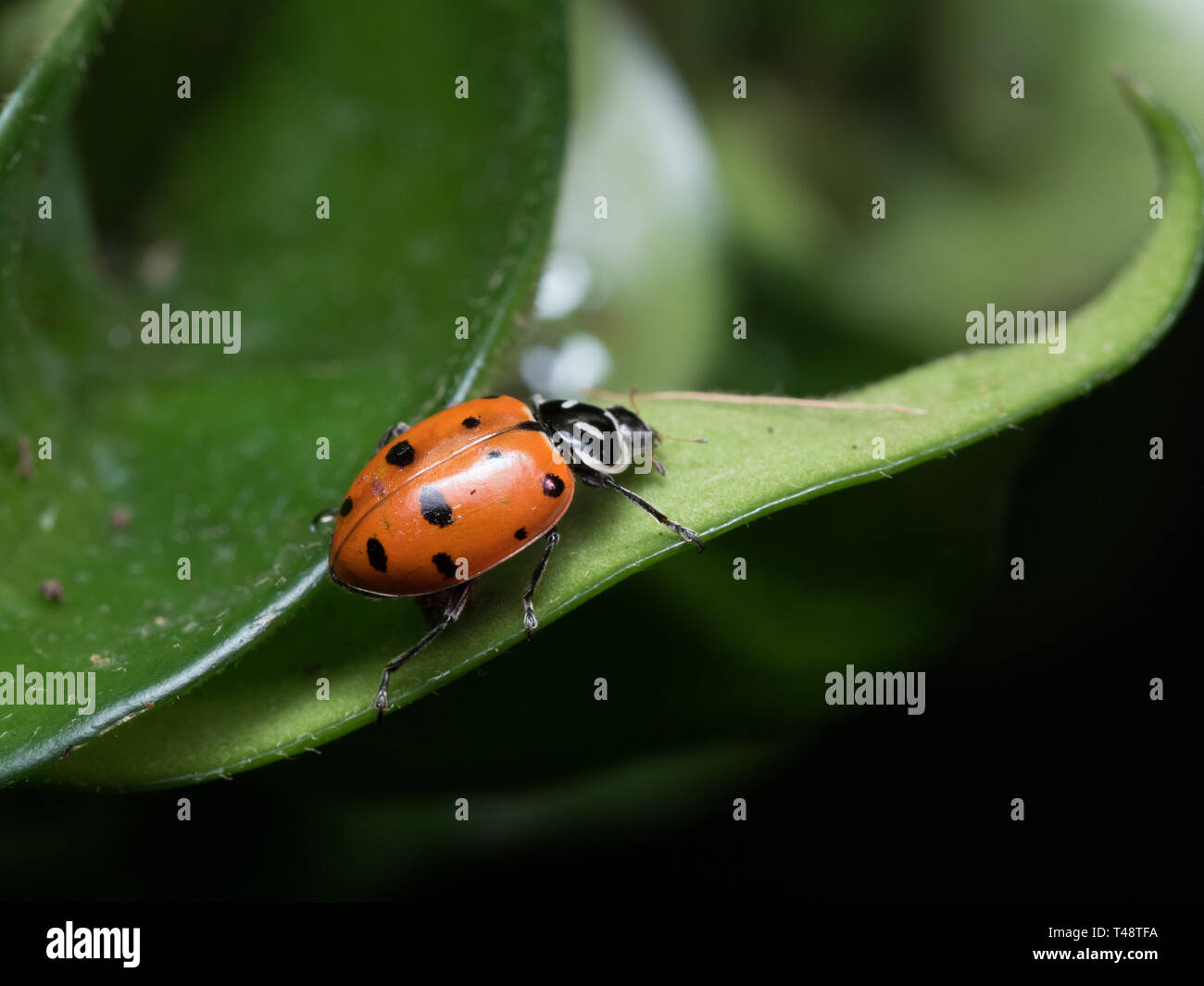 Group of ladybugs hi-res stock photography and images - Alamy