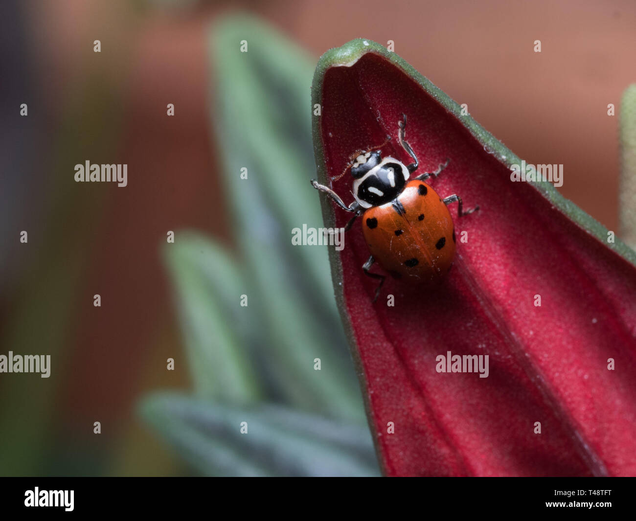 Group of ladybugs hi-res stock photography and images - Alamy