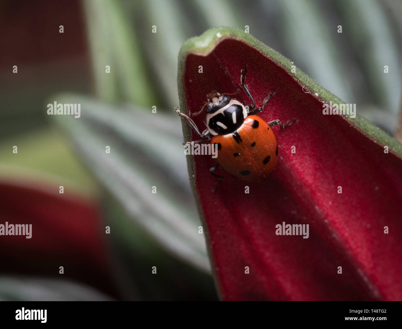 Ladybug crawling on a leaf Stock Photo - Alamy