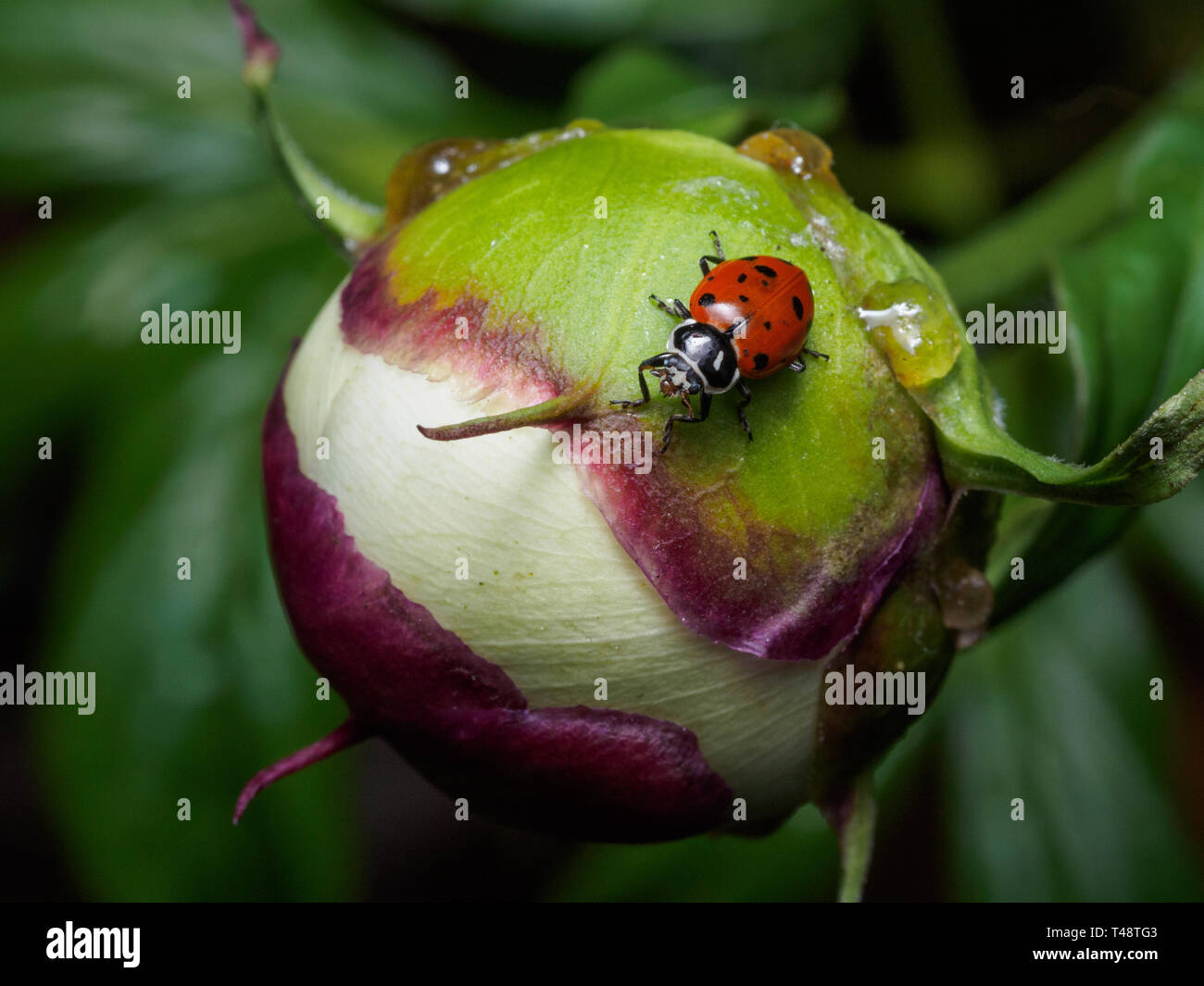 Group of ladybugs hi-res stock photography and images - Alamy