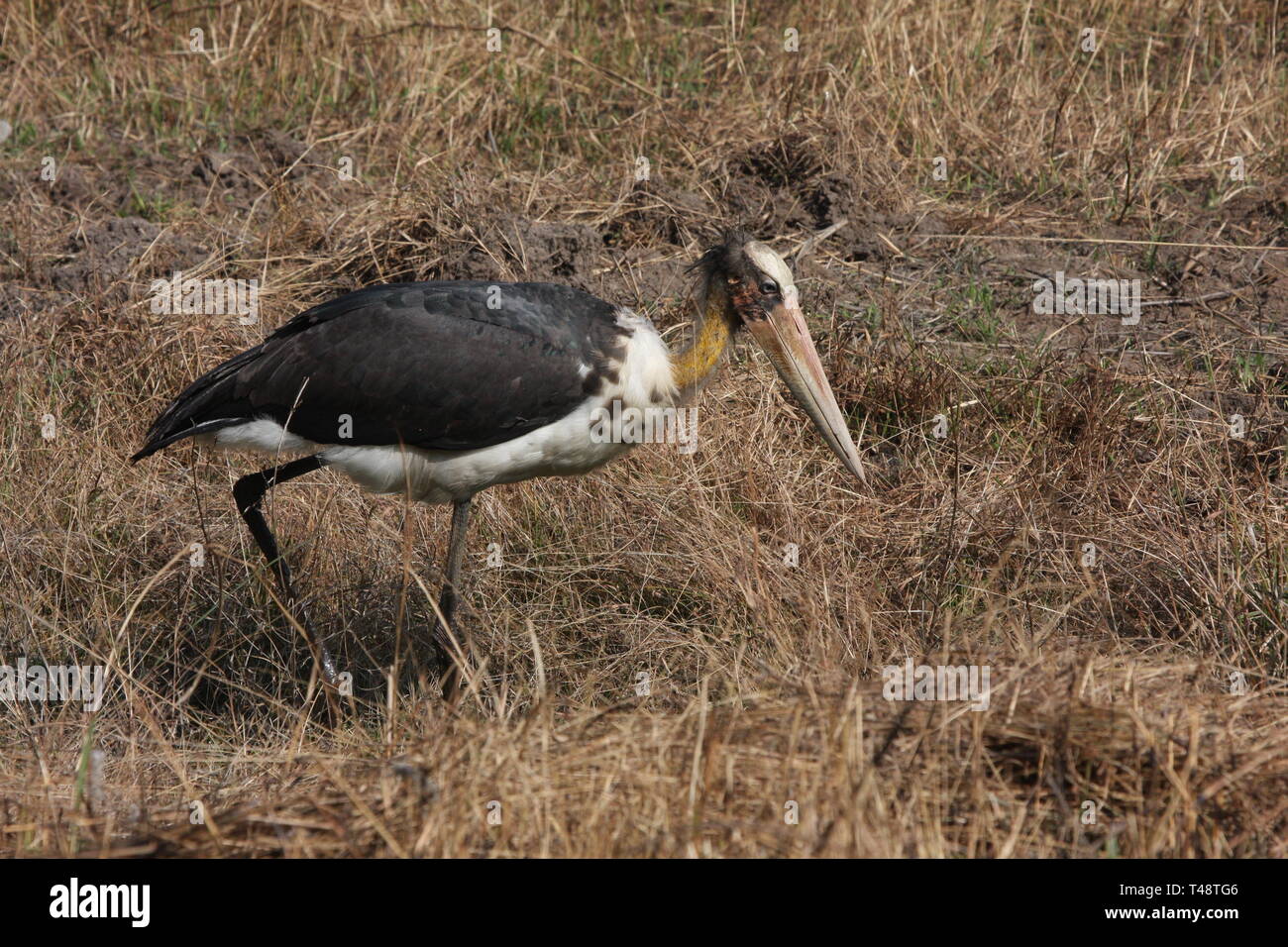 Lesser Adjutant Stork, Bandhavgarh National Park, Madhya Pradesh Stock ...