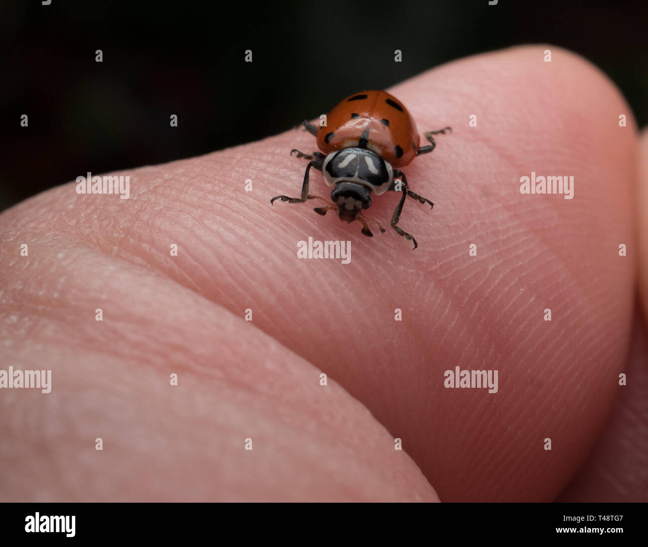 Ladybug crawling on a leaf Stock Photo - Alamy
