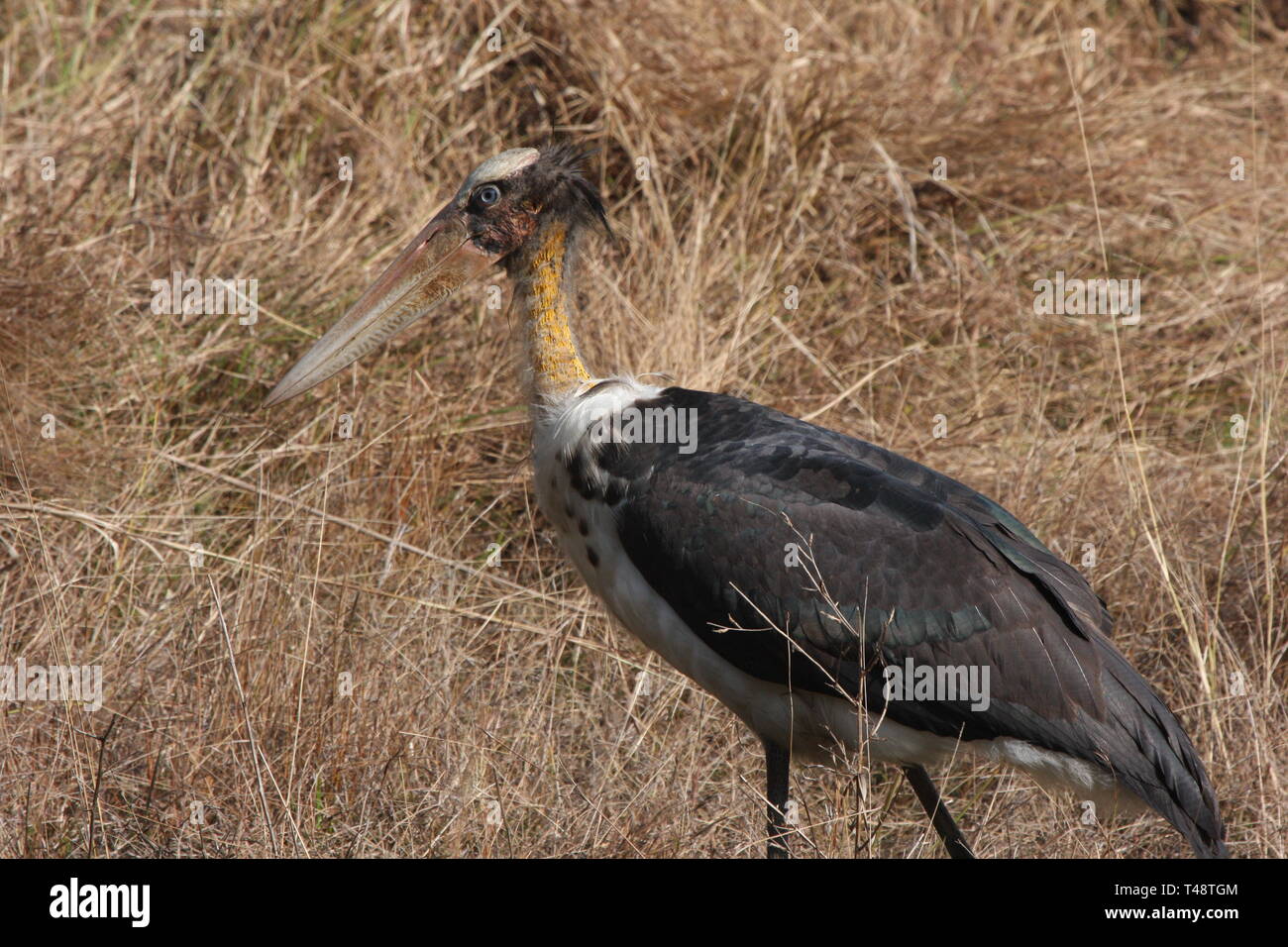Lesser Adjutant Stork, Bandhavgarh National Park, Madhya Pradesh Stock ...