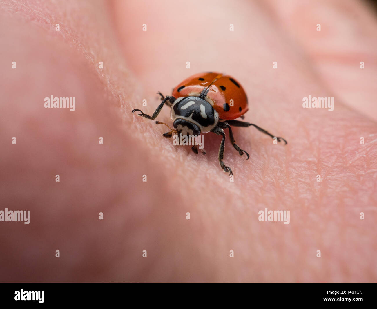 A ladybug walking on a man's hand Stock Photo - Alamy