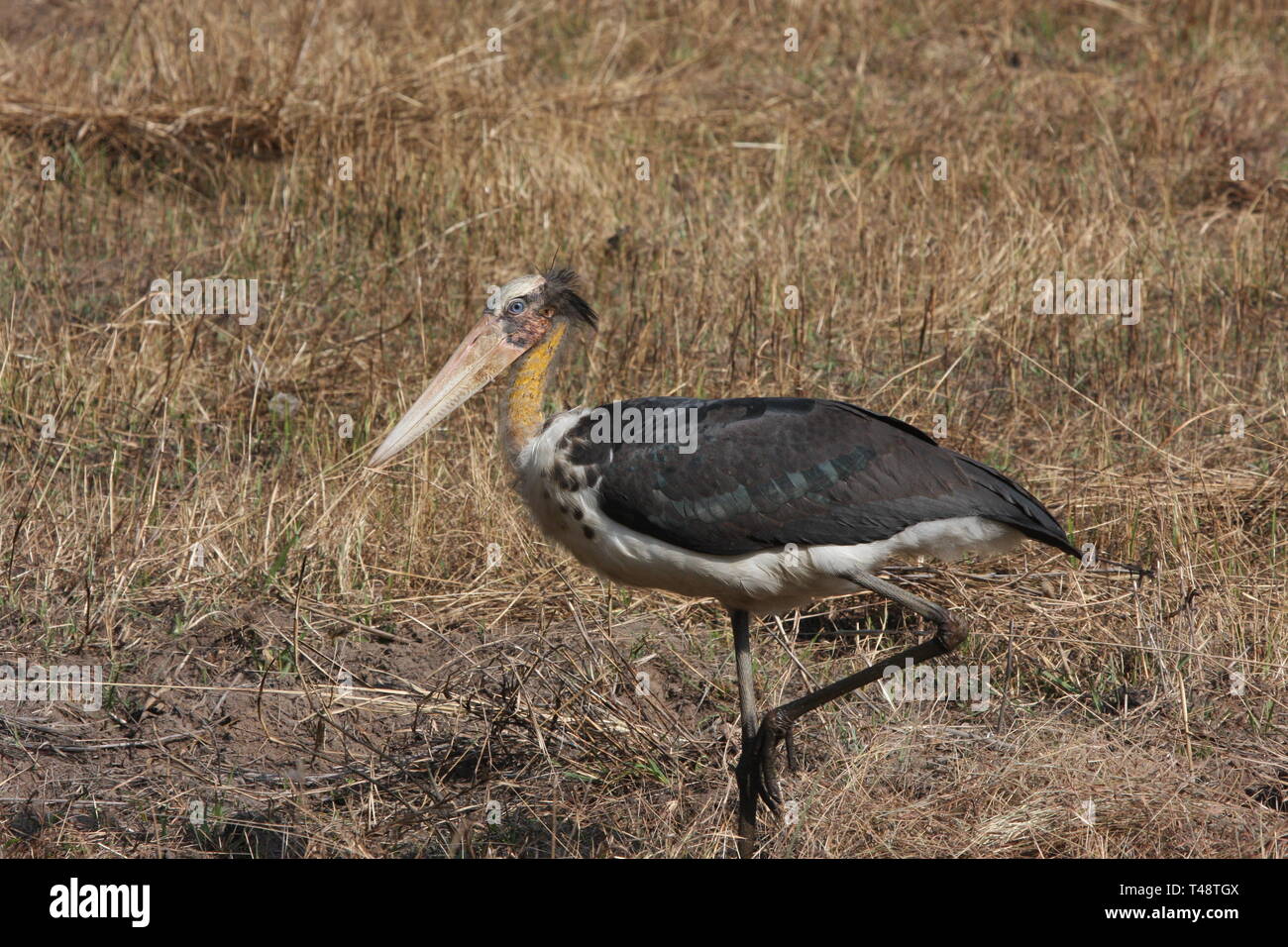Adjutant stork hi-res stock photography and images - Alamy