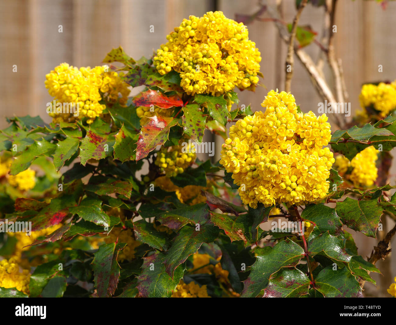Yellow flowers and variegated leaves on a holly bush (Ilex) beside a ...