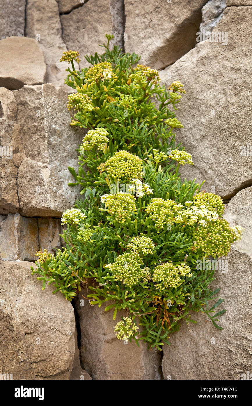 Plants growing in cliff face hi-res stock photography and images - Alamy