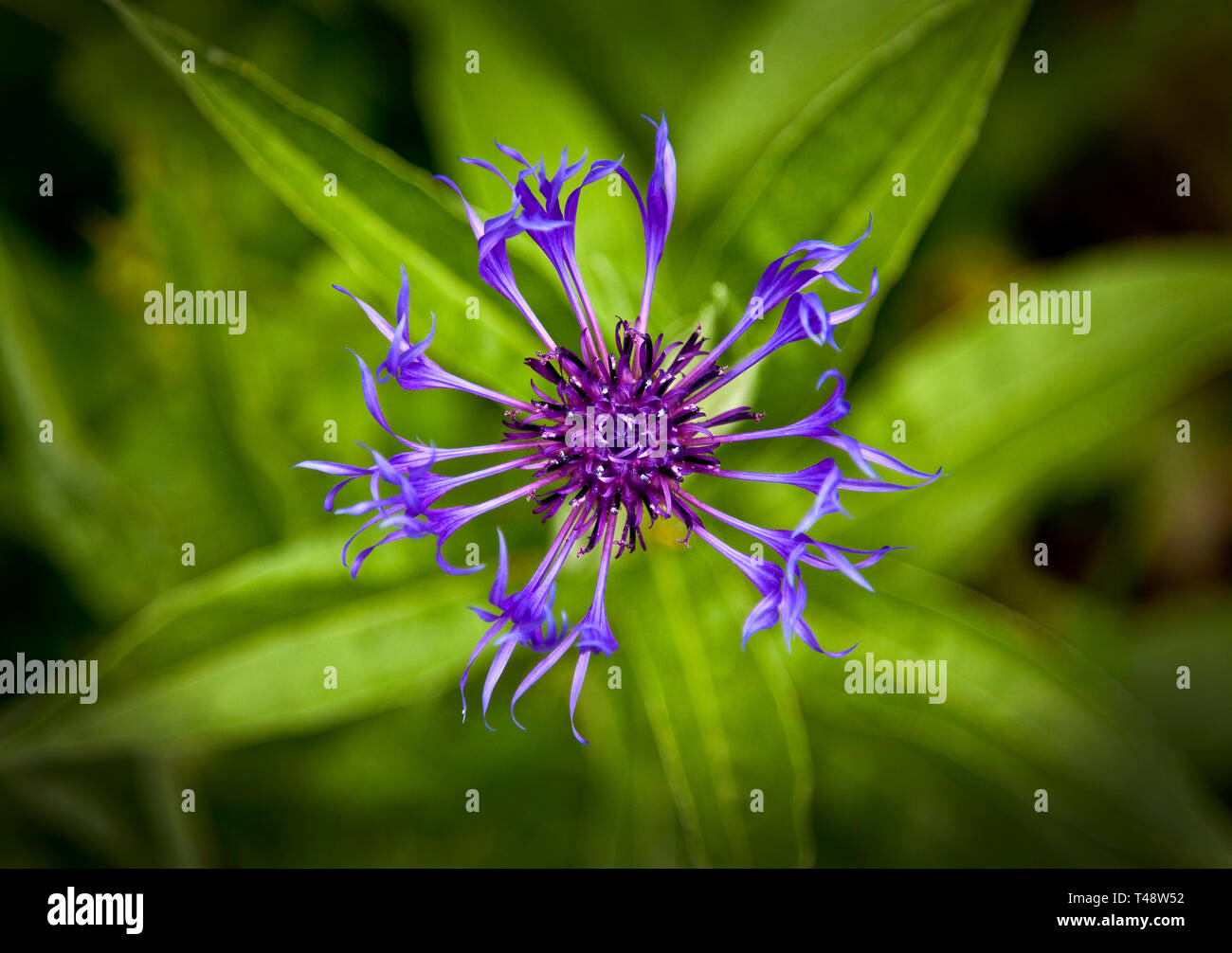 National flower of estonia hi-res stock photography and images - Alamy