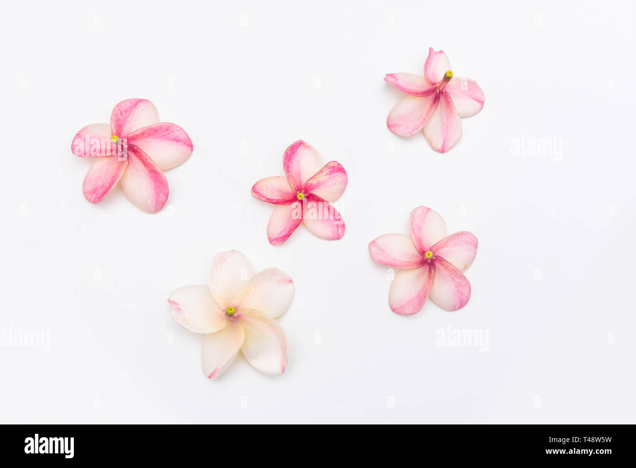 Melia flowers hi-res stock photography and images - Alamy