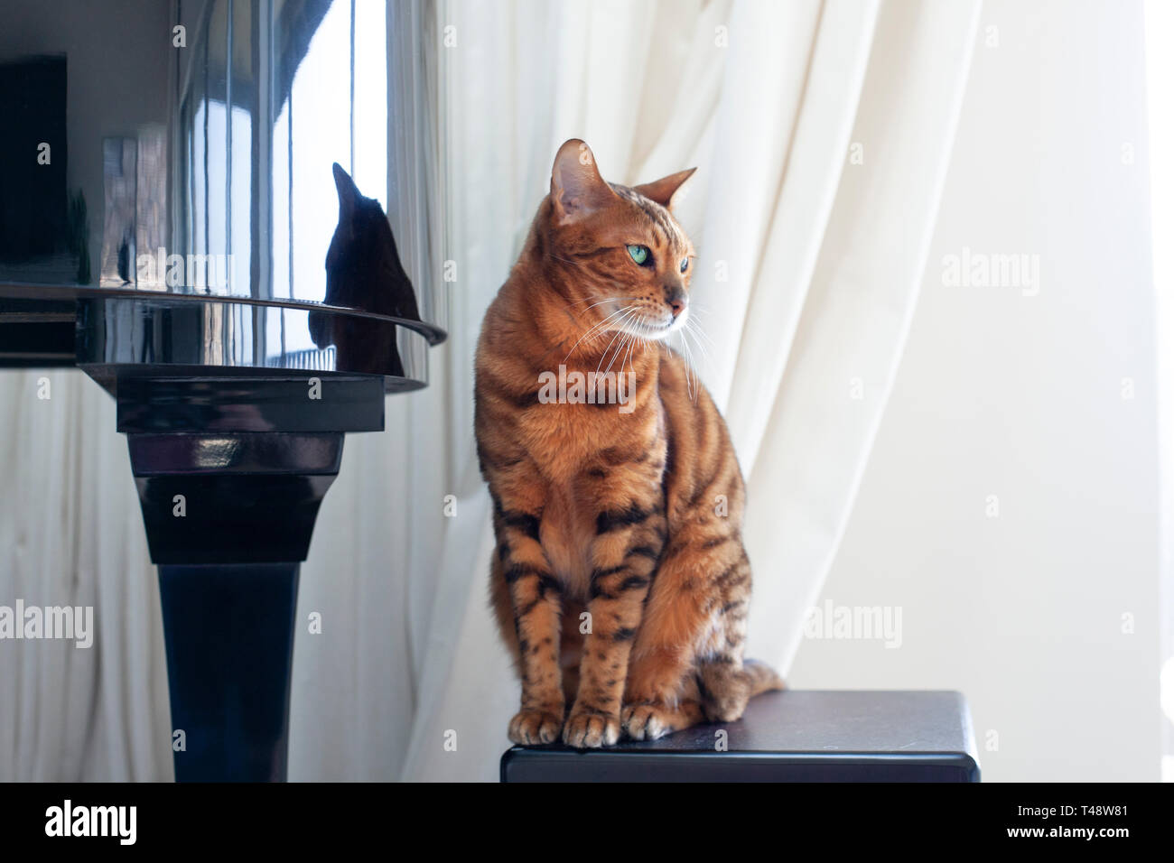 Elegant and charming Bengal cat sitting gracefully on the podium next ...