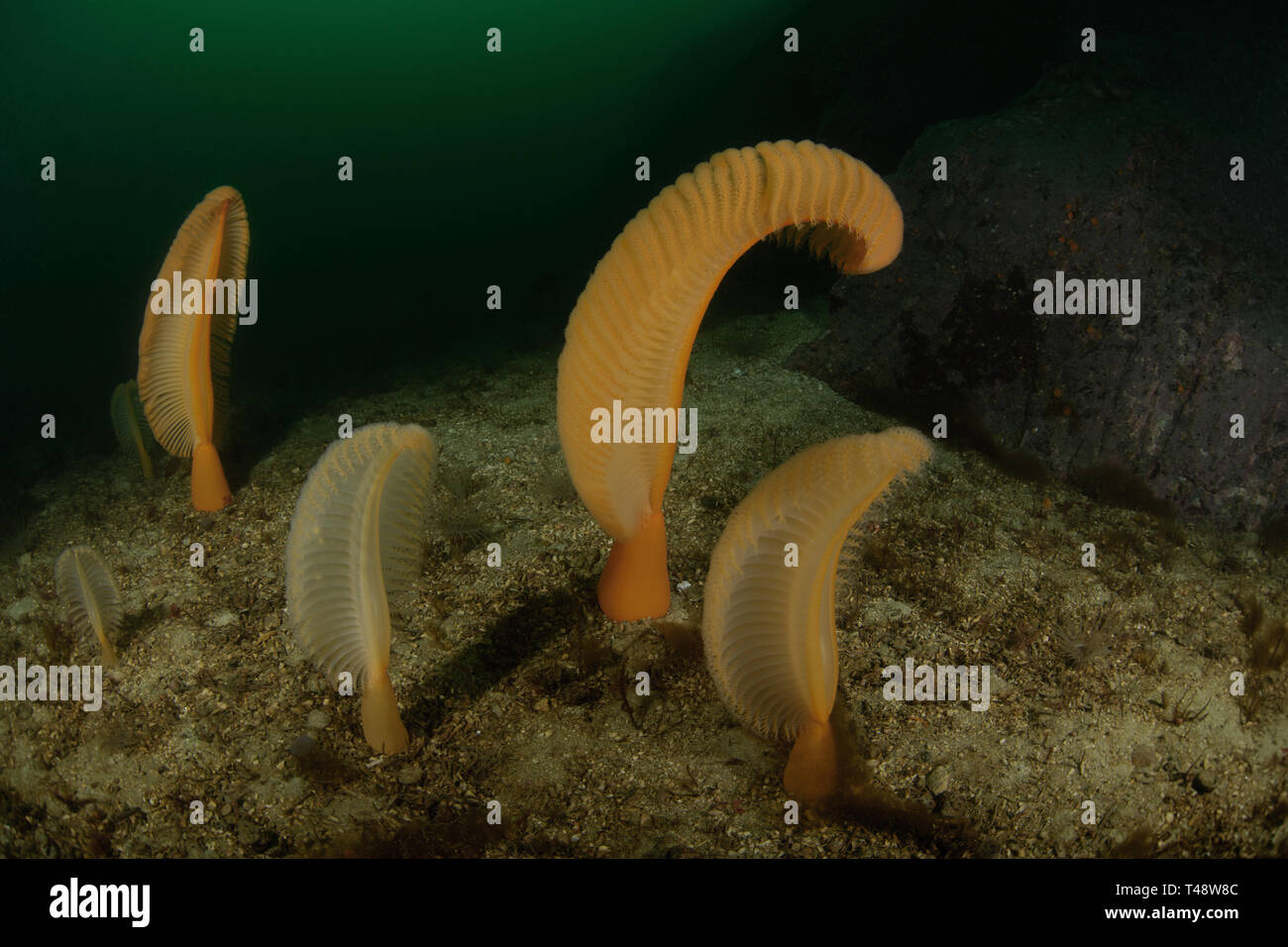 Sea pens hi-res stock photography and images - Alamy