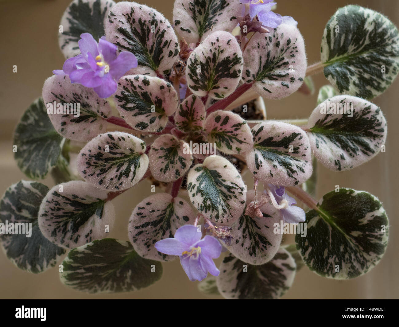 African exotic hi-res stock photography and images - Alamy