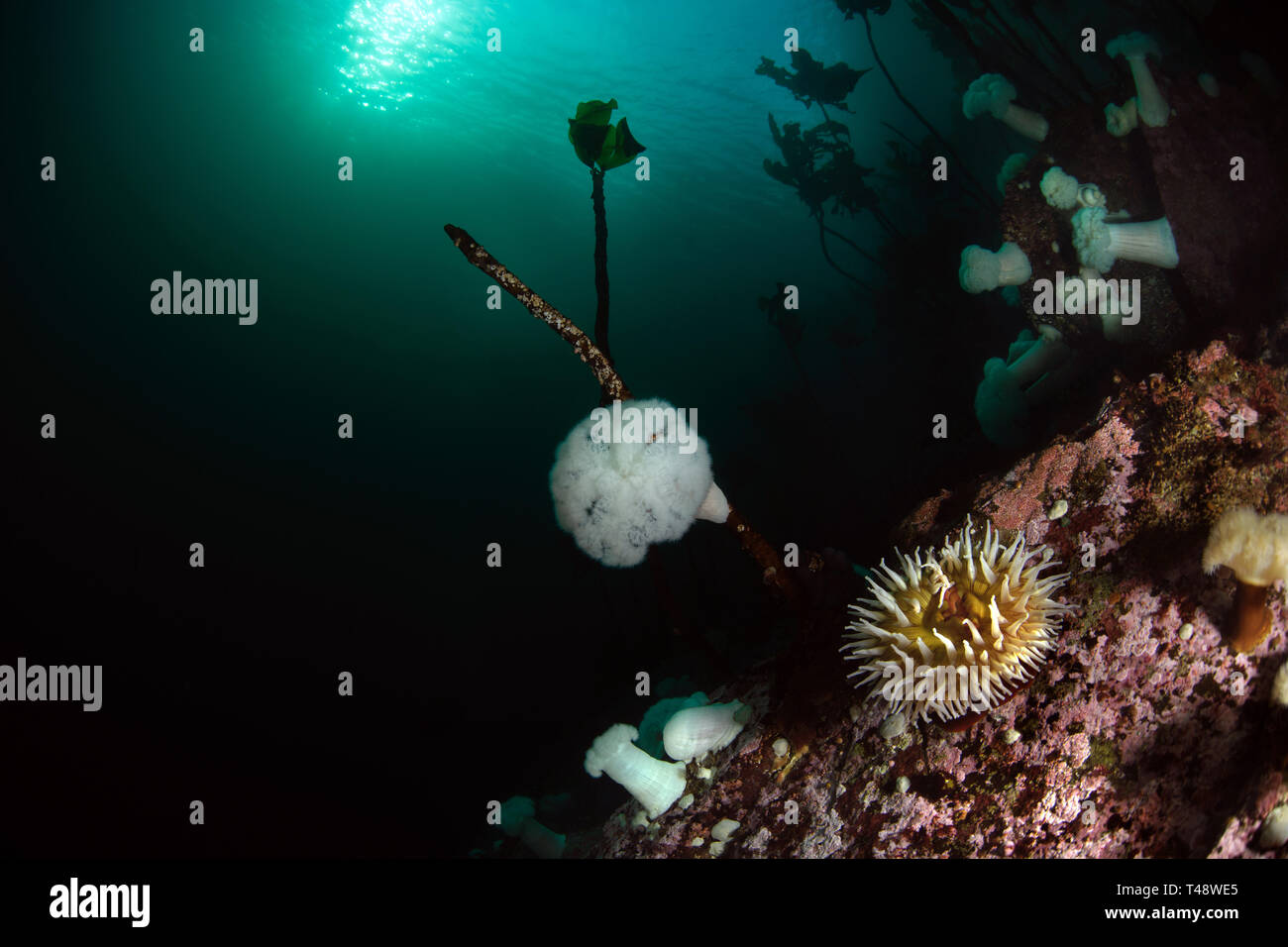 Underwater sunball hi-res stock photography and images - Alamy