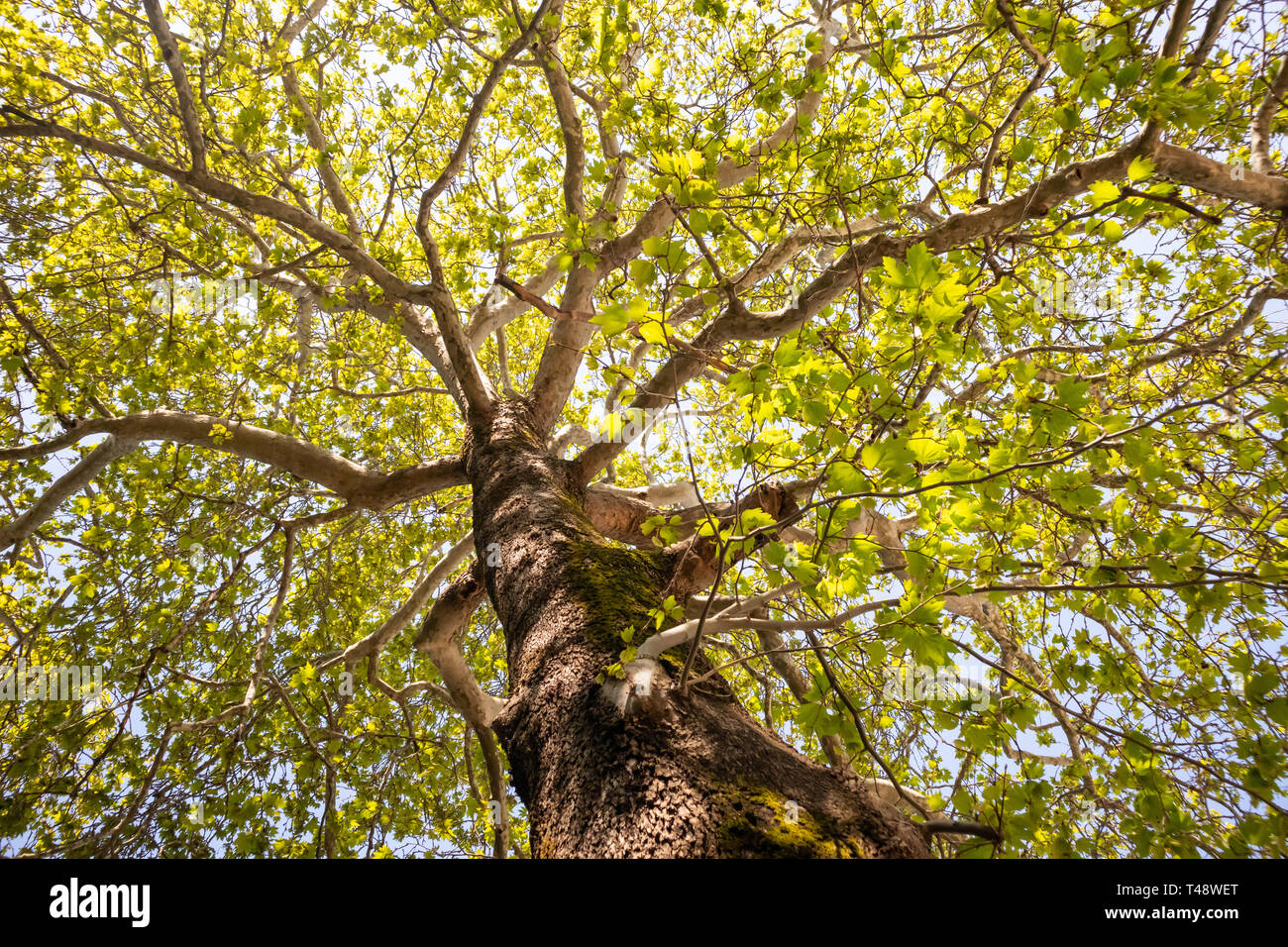 Plane tree foliage in springtime. Fresh green leaves and trunk, high ...