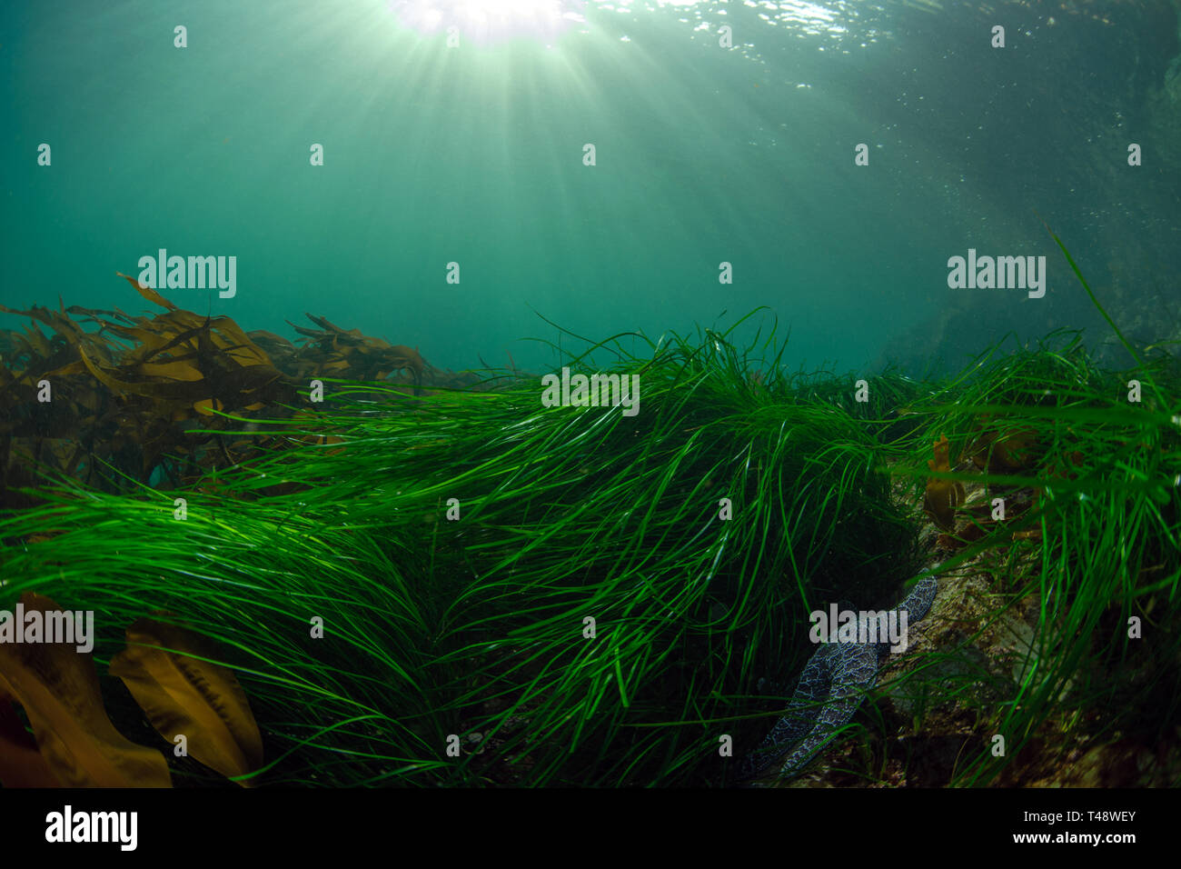 Sunrays and surf grass Stock Photo - Alamy