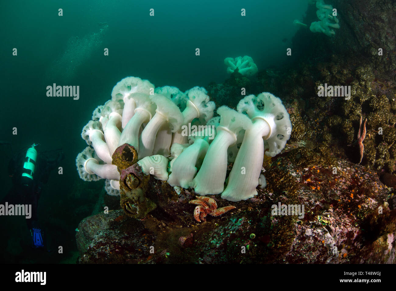 Metridium farcimen in strong current Stock Photo - Alamy