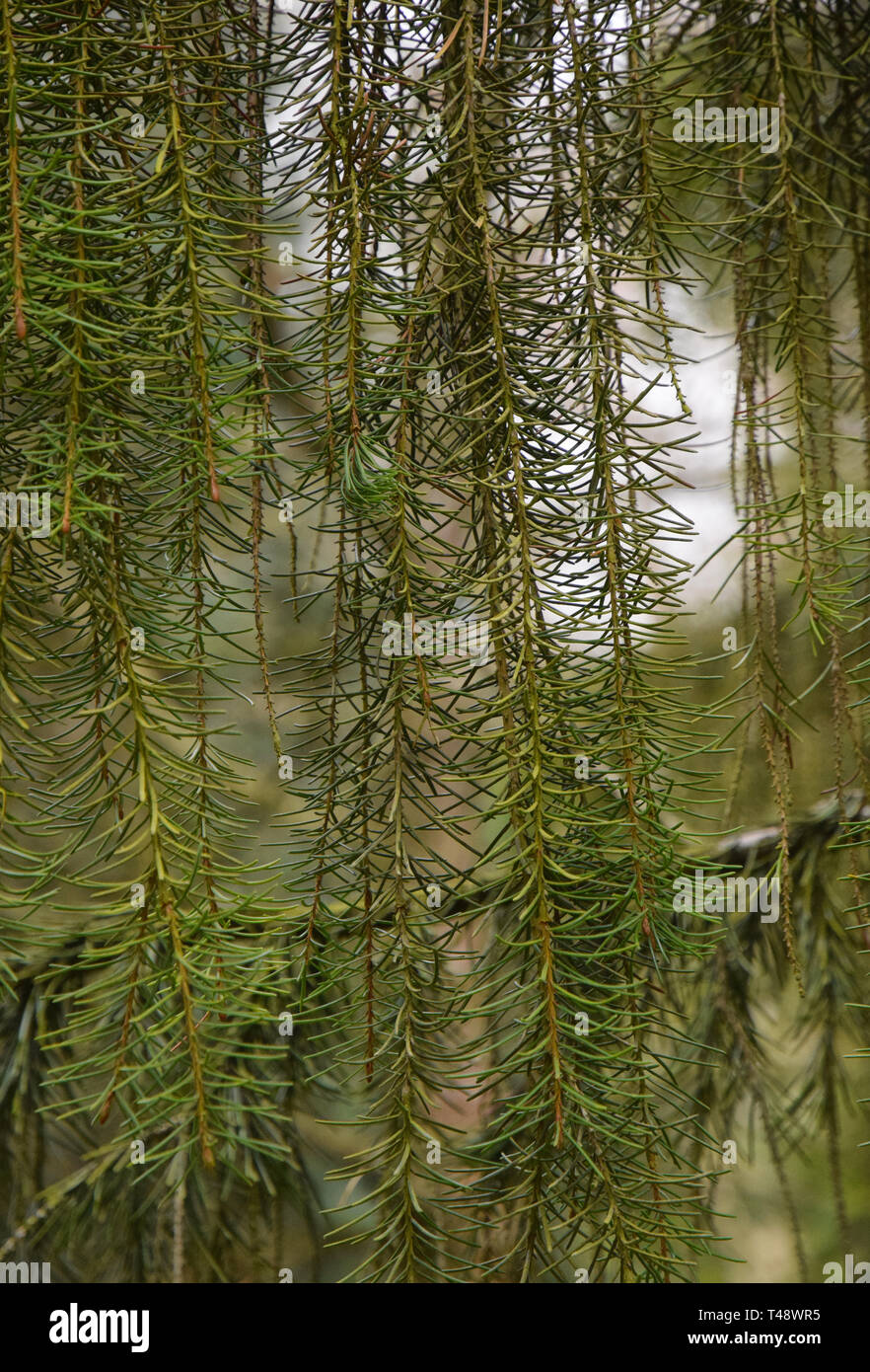 Tree curtain hi-res stock photography and images - Alamy