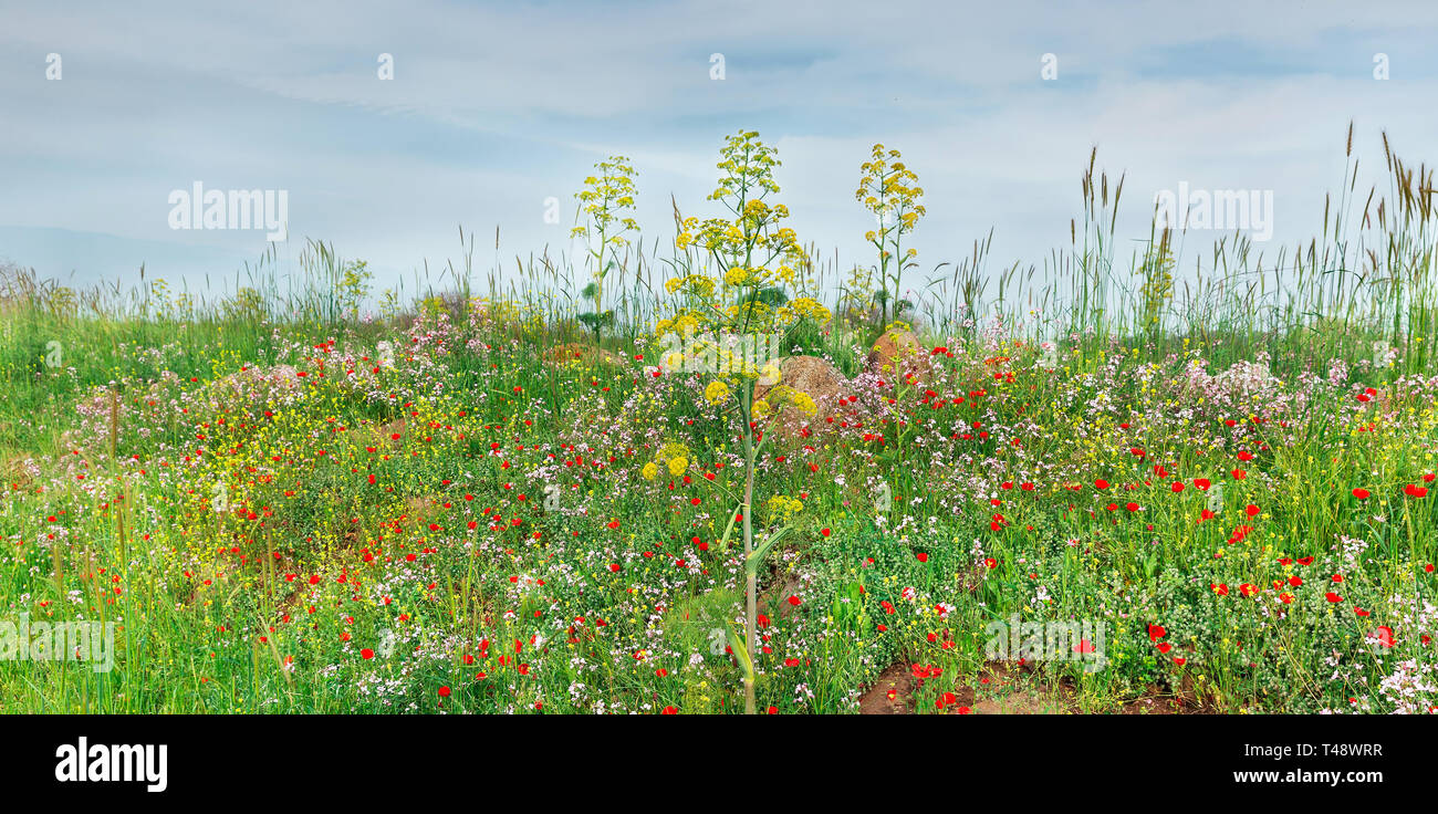 Panorama of wild flowers in Israel Stock Photo - Alamy