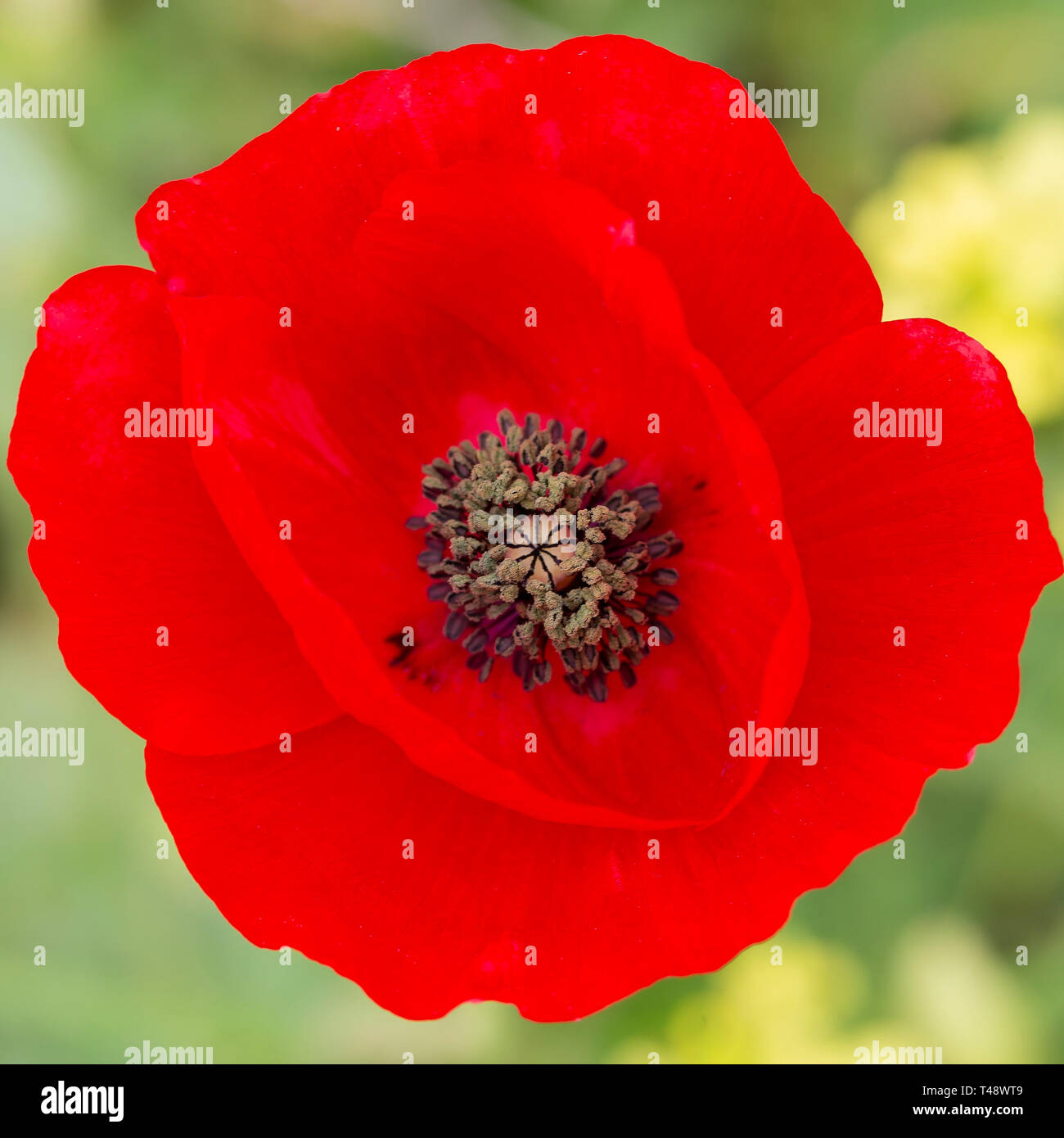 Israel flora hi-res stock photography and images - Alamy