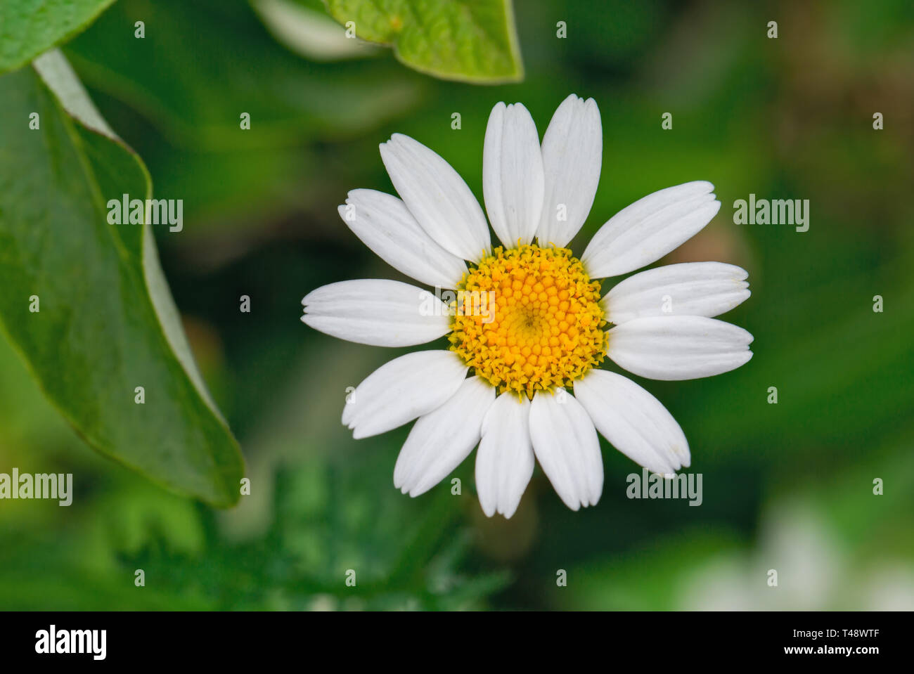 beautiful daisy spring in israel close up Stock Photo - Alamy