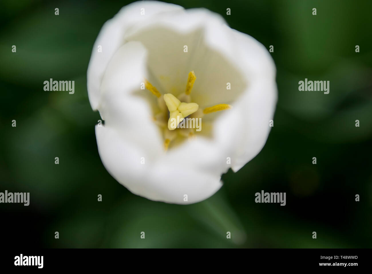 White Tulip Center Beauty Stock Photo - Alamy