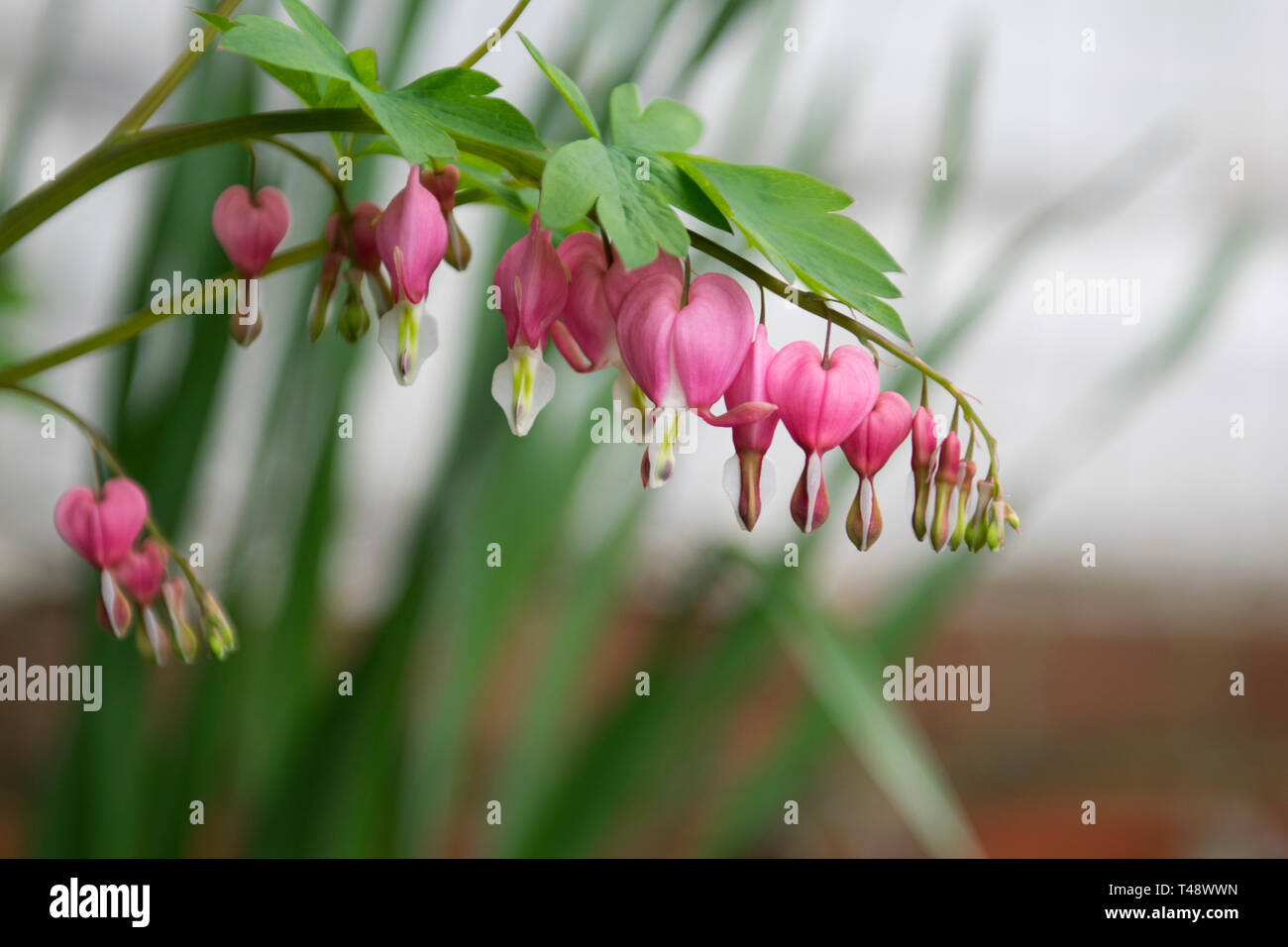 Bleeding heart plant hi-res stock photography and images - Alamy