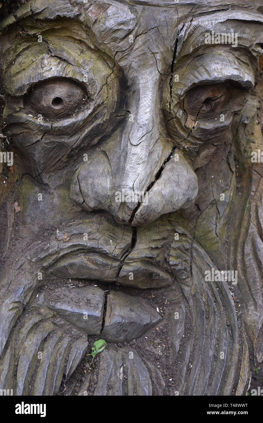face carved into fallen tree branch, thornham walks, suffolk, england ...