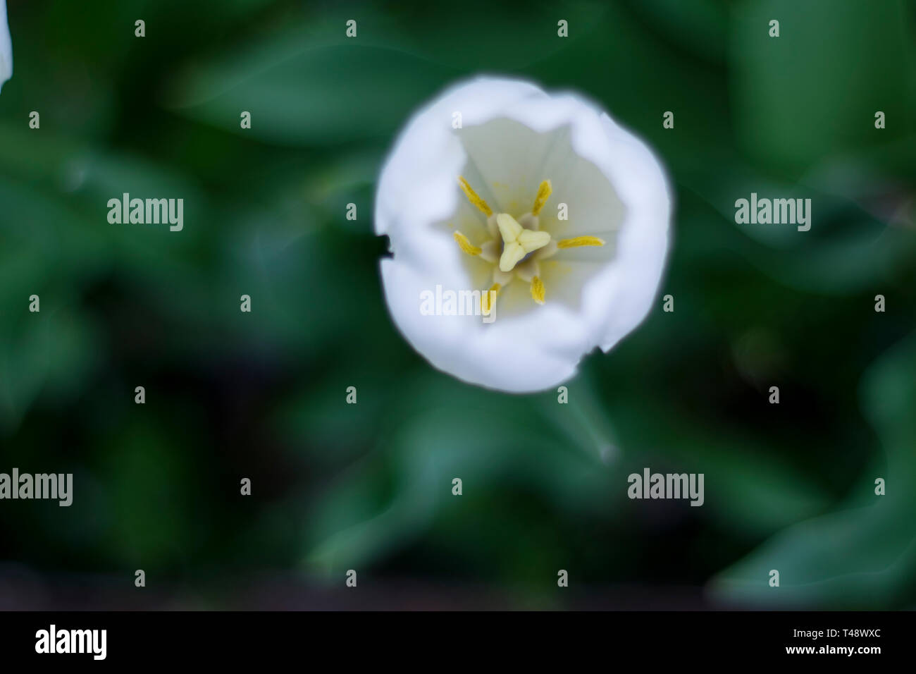 Tulip growth hi-res stock photography and images - Alamy