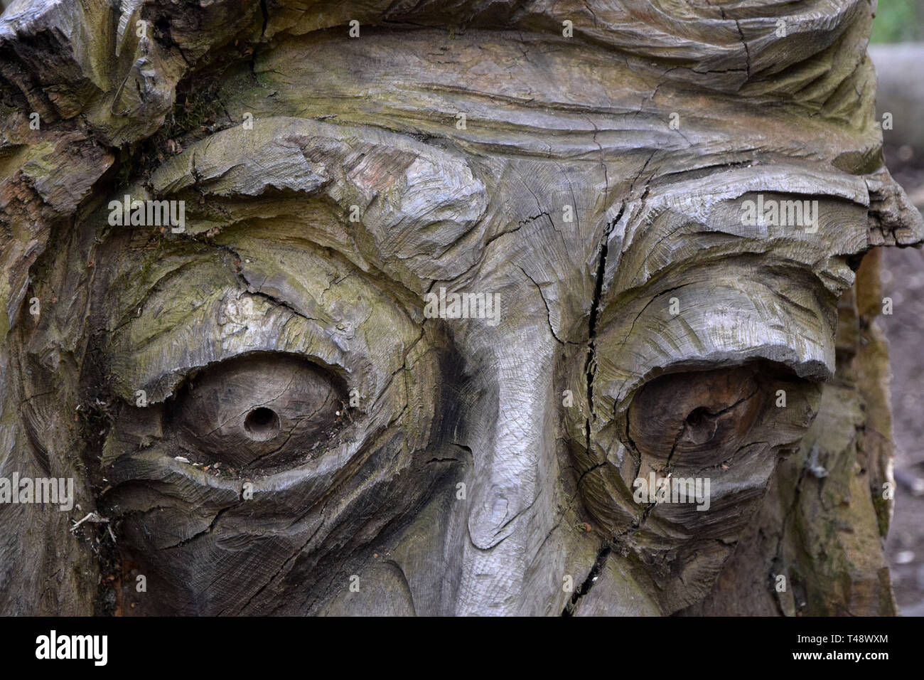 face carved into fallen tree branch, thornham walks, suffolk, england ...