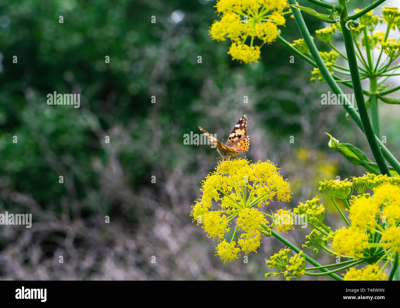 beautiful butterfly in the wild Stock Photo - Alamy