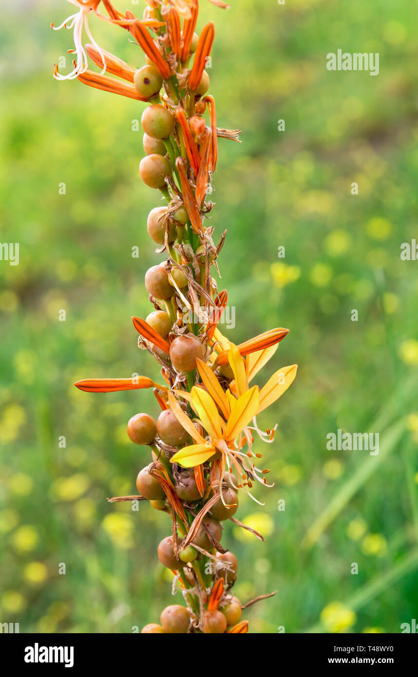 beautiful flowers in spring in israel close up Stock Photo - Alamy