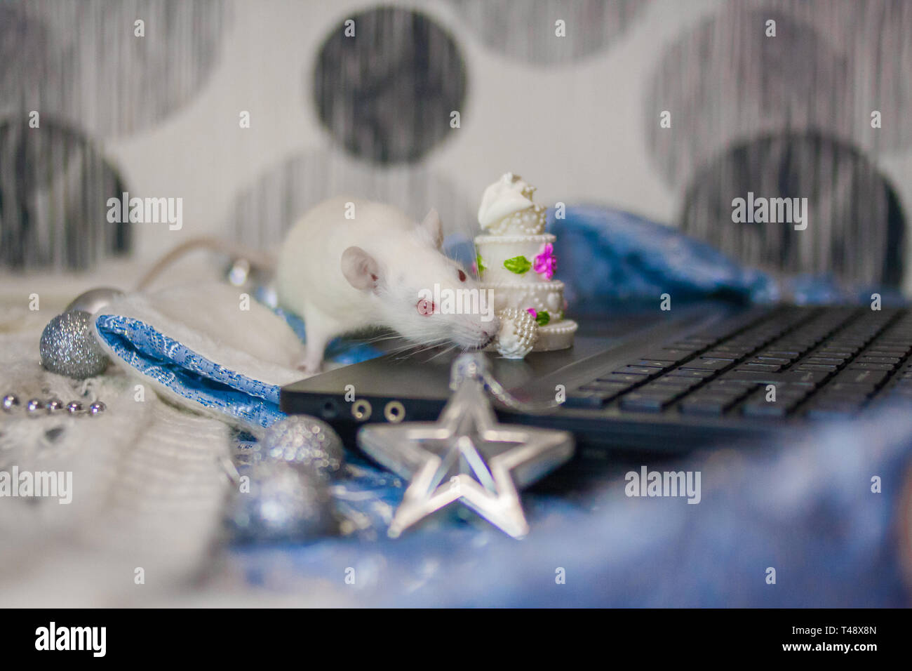 rat decorative. on a laptop keyboard with christmas decorations. symbol ...